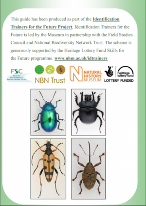 Identify Beetles
