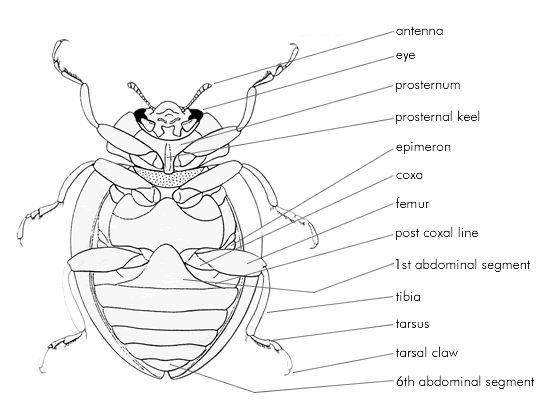 Anatomy | UK Beetle Recording