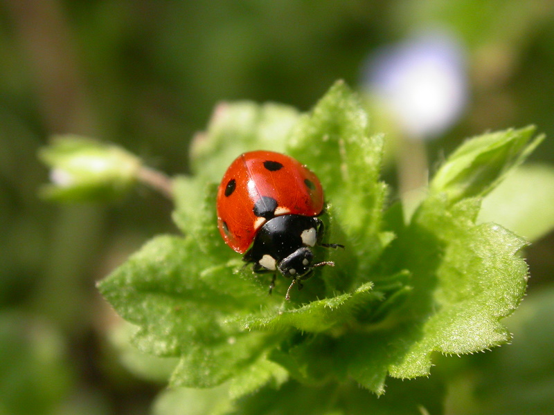 Coccinella septempunctata | UK Beetle Recording