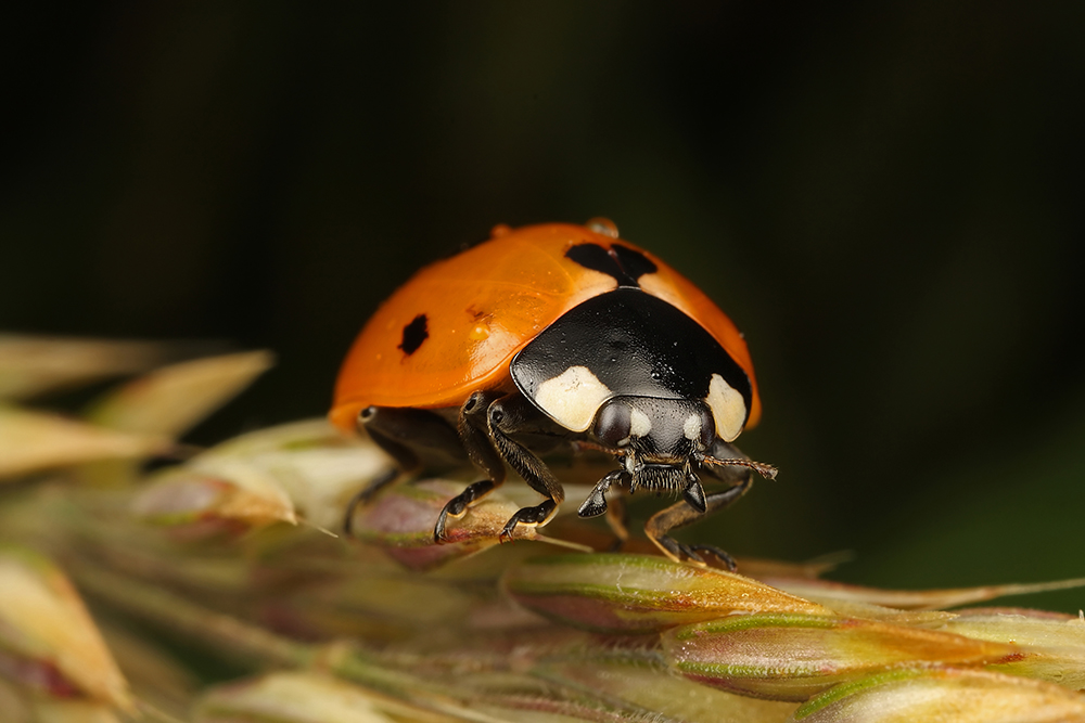 Coccinella septempunctata | UK Beetle Recording