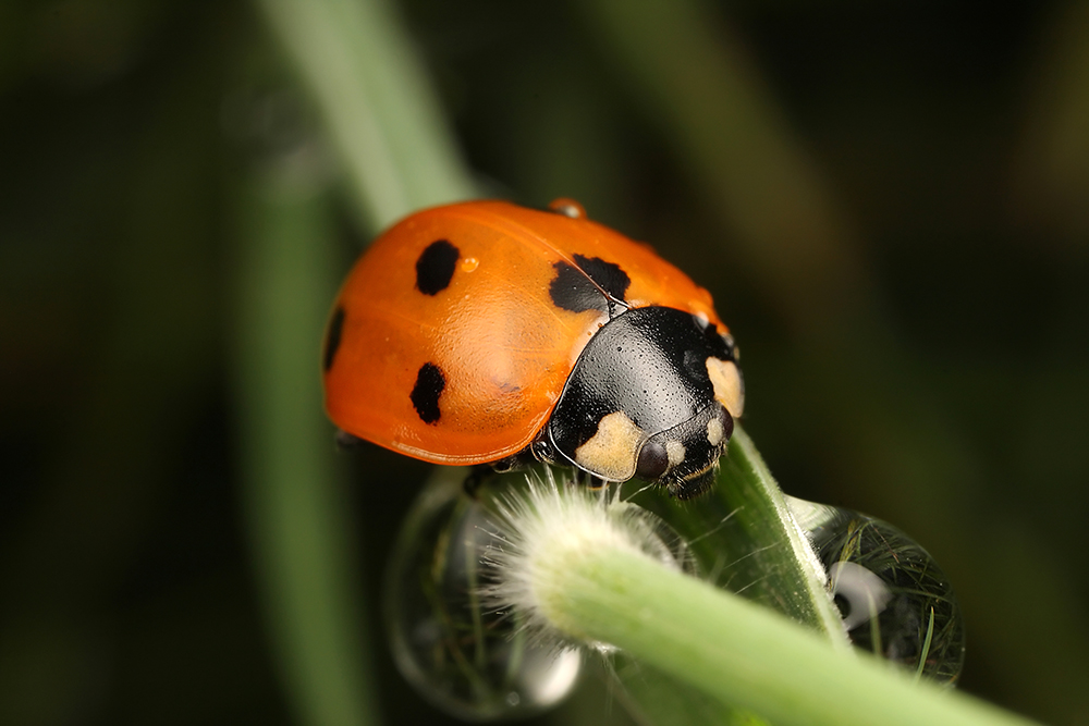 Coccinella septempunctata | UK Beetle Recording