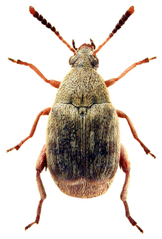 Acanthoscelides obtectus | UK Beetle Recording