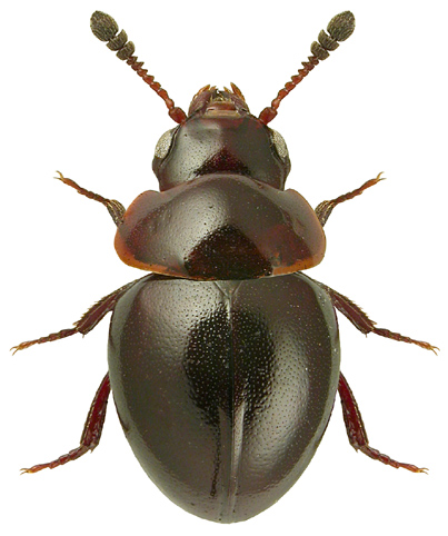 Agathidium arcticum | UK Beetle Recording