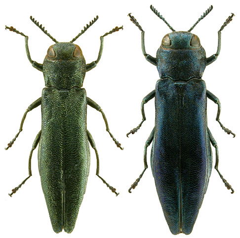 Agrilus viridis | UK Beetle Recording