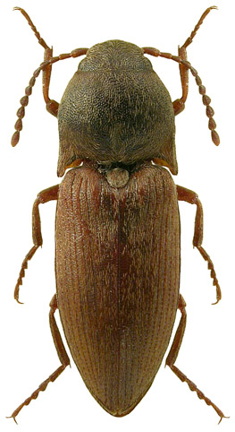 Agriotes obscurus | UK Beetle Recording