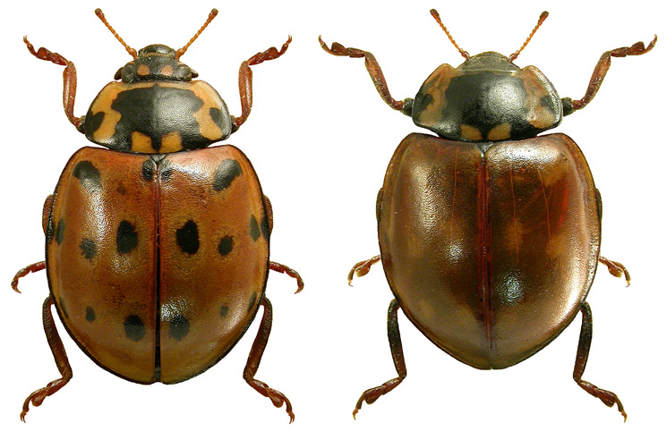 Anatis ocellata | UK Beetle Recording