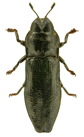 Aphanisticus pusillus | UK Beetle Recording