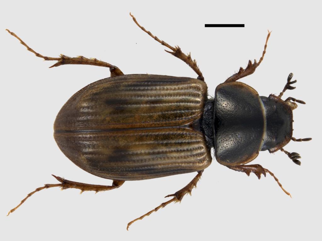 Aphodius obliteratus | UK Beetle Recording