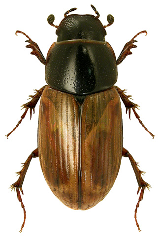 Aphodius prodromus | UK Beetle Recording