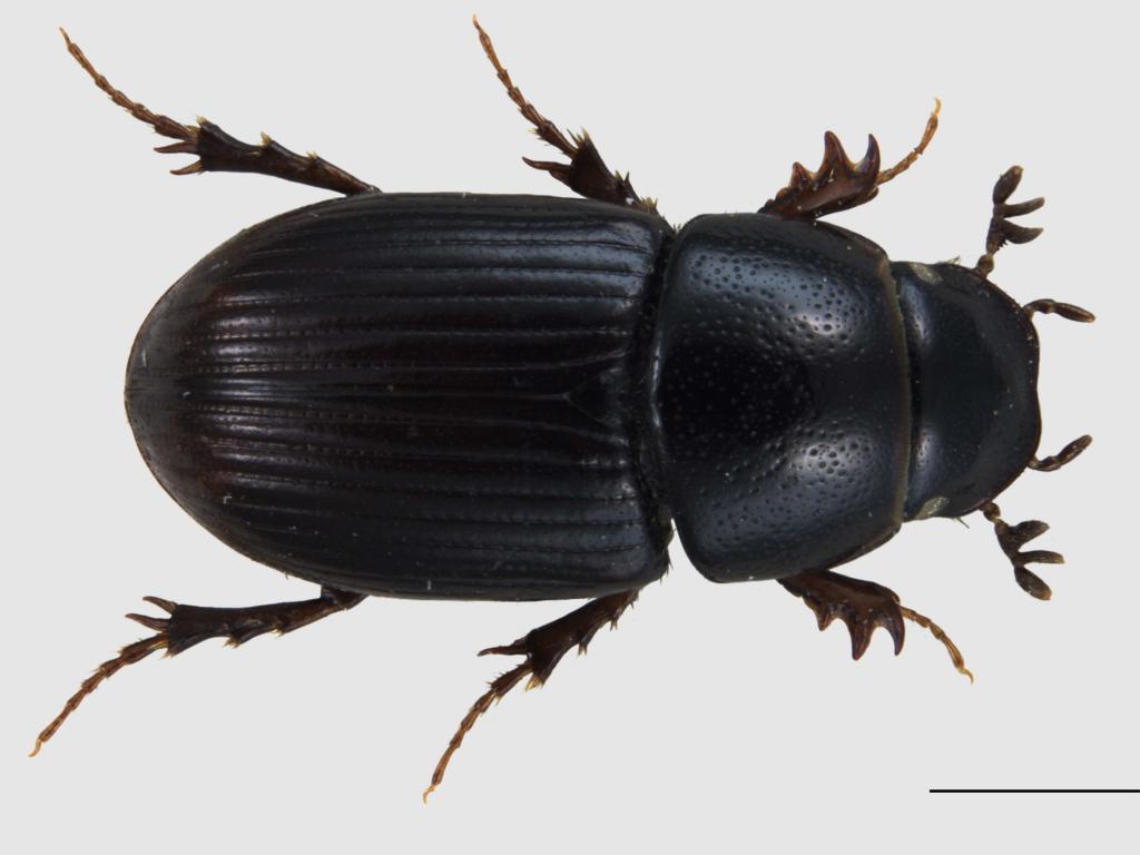 Aphodius pusillus | UK Beetle Recording