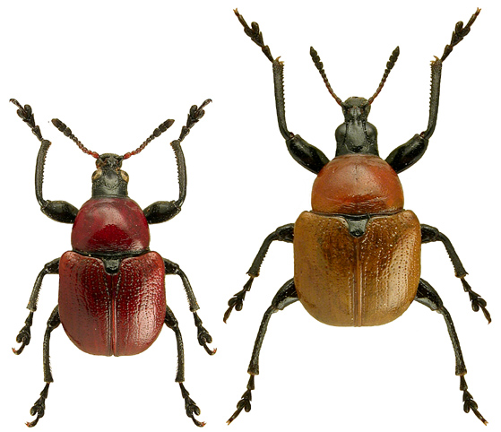 Attelabus nitens | UK Beetle Recording