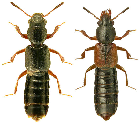 Bledius gallicus | UK Beetle Recording