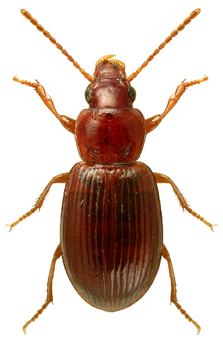 Photo Gallery | UK Beetle Recording