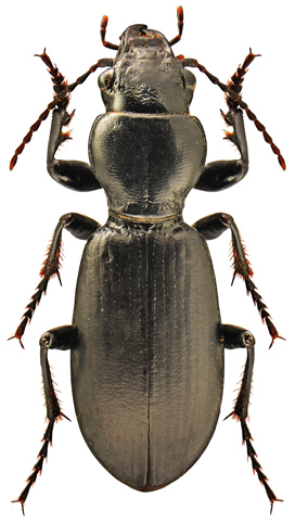 Broscus cephalotes | UK Beetle Recording