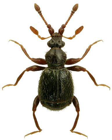 Bryaxis bulbifer | UK Beetle Recording