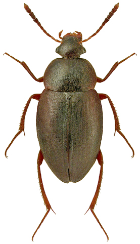 Catops nigricans | UK Beetle Recording