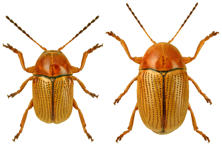 Cryptocephalus fulvus | UK Beetle Recording