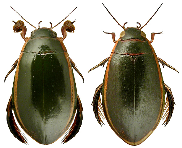 Cybister lateralimarginalis | UK Beetle Recording