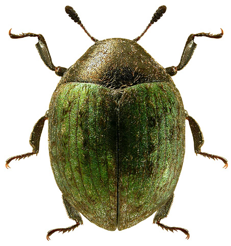 Cytilus sericeus | UK Beetle Recording
