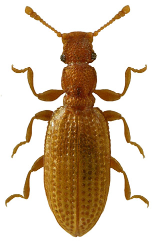 Dienerella clathrata | UK Beetle Recording