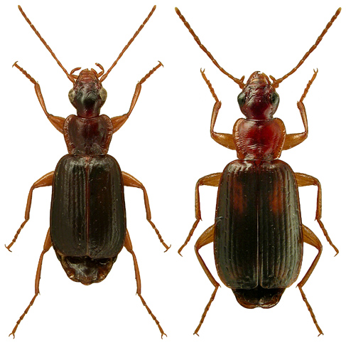 Dromius agilis | UK Beetle Recording