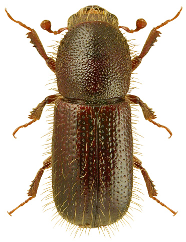 Dryocoetes autographus | UK Beetle Recording