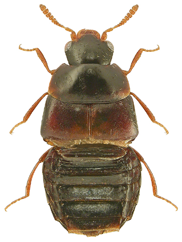 Encephalus complicans | UK Beetle Recording