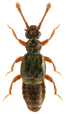 Euplectus piceus | UK Beetle Recording