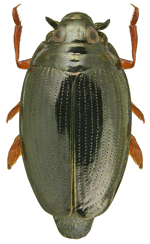 Gyrinus natator | UK Beetle Recording