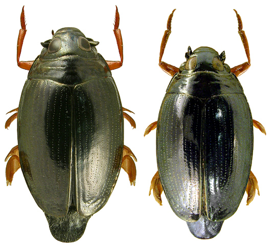 Gyrinus natator | UK Beetle Recording
