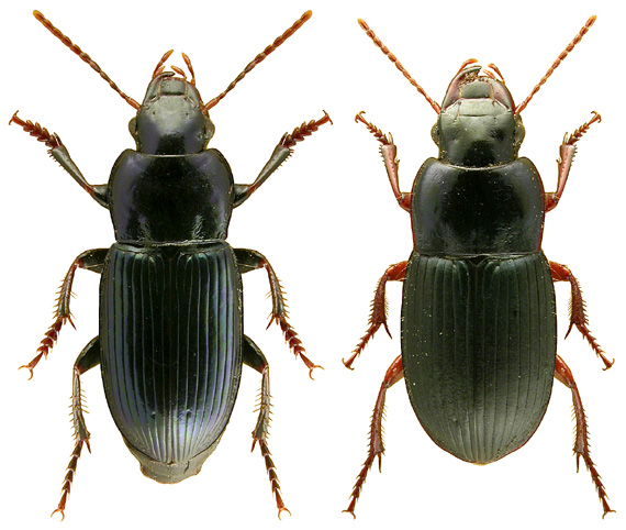 Harpalus honestus | UK Beetle Recording