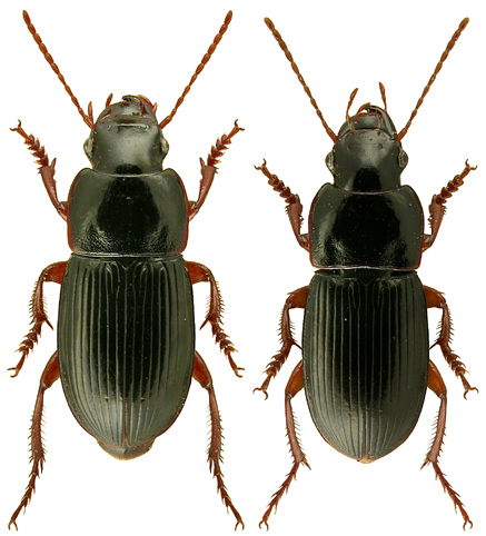 Harpalus latus | UK Beetle Recording