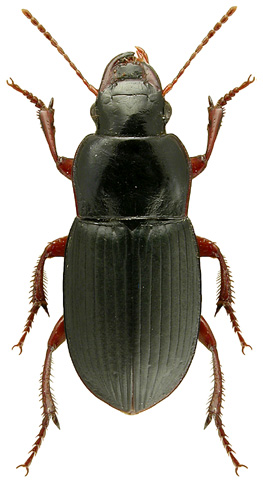 Harpalus rubripes | UK Beetle Recording