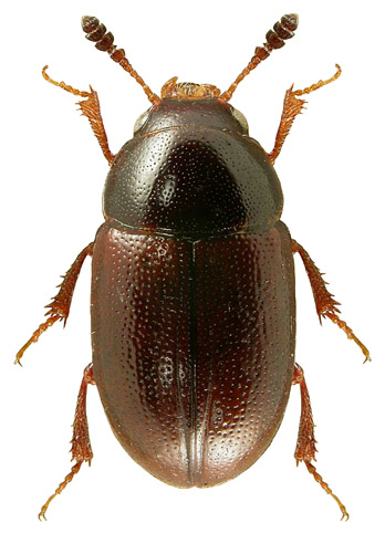 Hydnobius punctatus | UK Beetle Recording