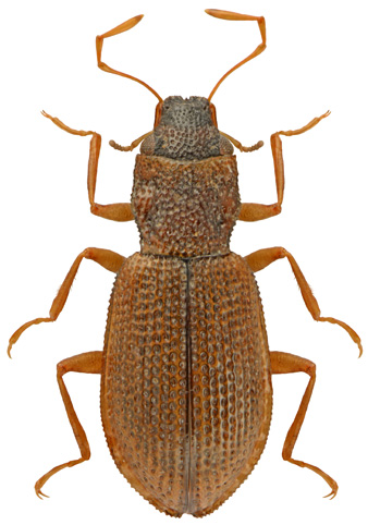 Hydraena testacea | UK Beetle Recording