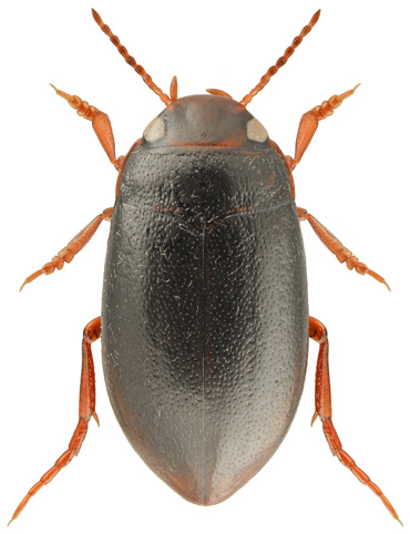 Hydroporus longicornis | UK Beetle Recording