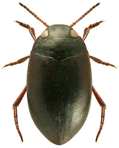 Photo Gallery | UK Beetle Recording