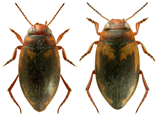 Hydroporus palustris | UK Beetle Recording