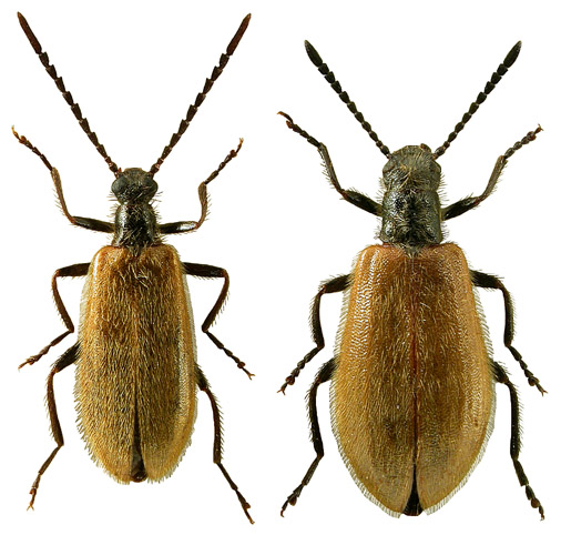 Lagria hirta | UK Beetle Recording