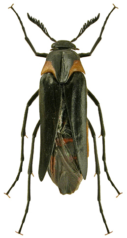 Photo Gallery | UK Beetle Recording