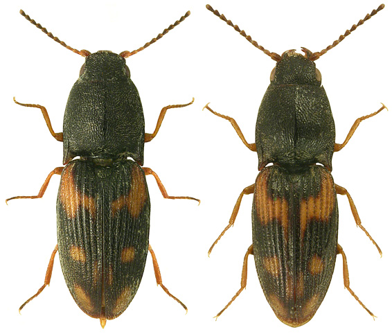 Negastrius pulchellus | UK Beetle Recording