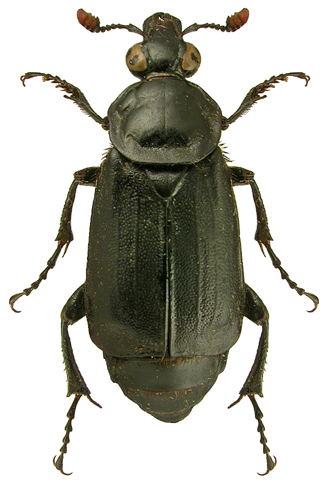 Nicrophorus humator | UK Beetle Recording