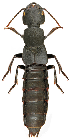 Ocypus olens | UK Beetle Recording