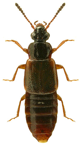 Omalium rivulare | UK Beetle Recording