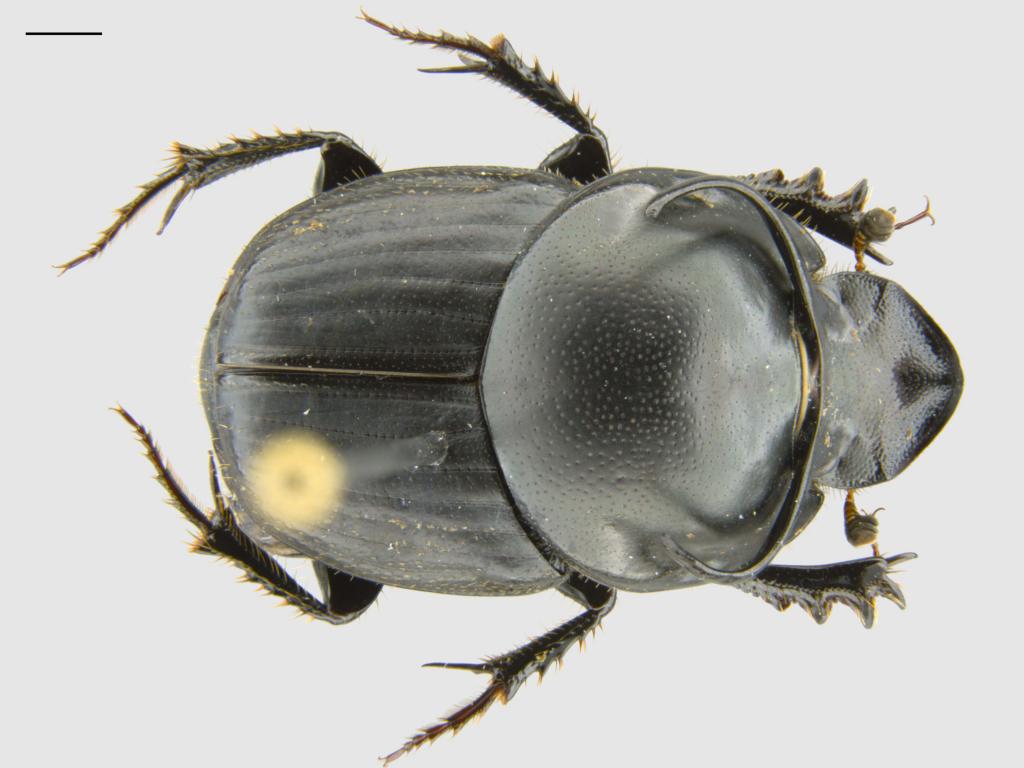 Onthophagus taurus | UK Beetle Recording