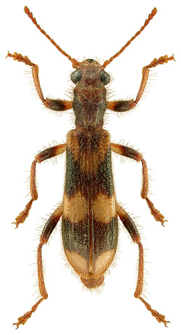 Opilo mollis | UK Beetle Recording