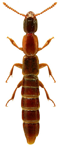 Othius subuliformis | UK Beetle Recording