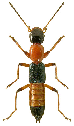 Paederus riparius | UK Beetle Recording