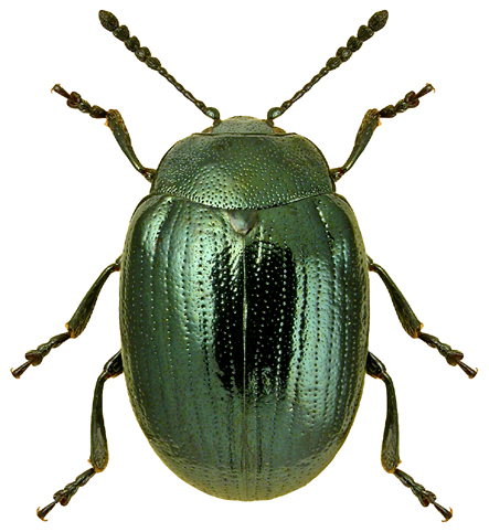 Phaedon armoraciae | UK Beetle Recording