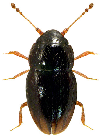 Ptenidium pusillum | UK Beetle Recording